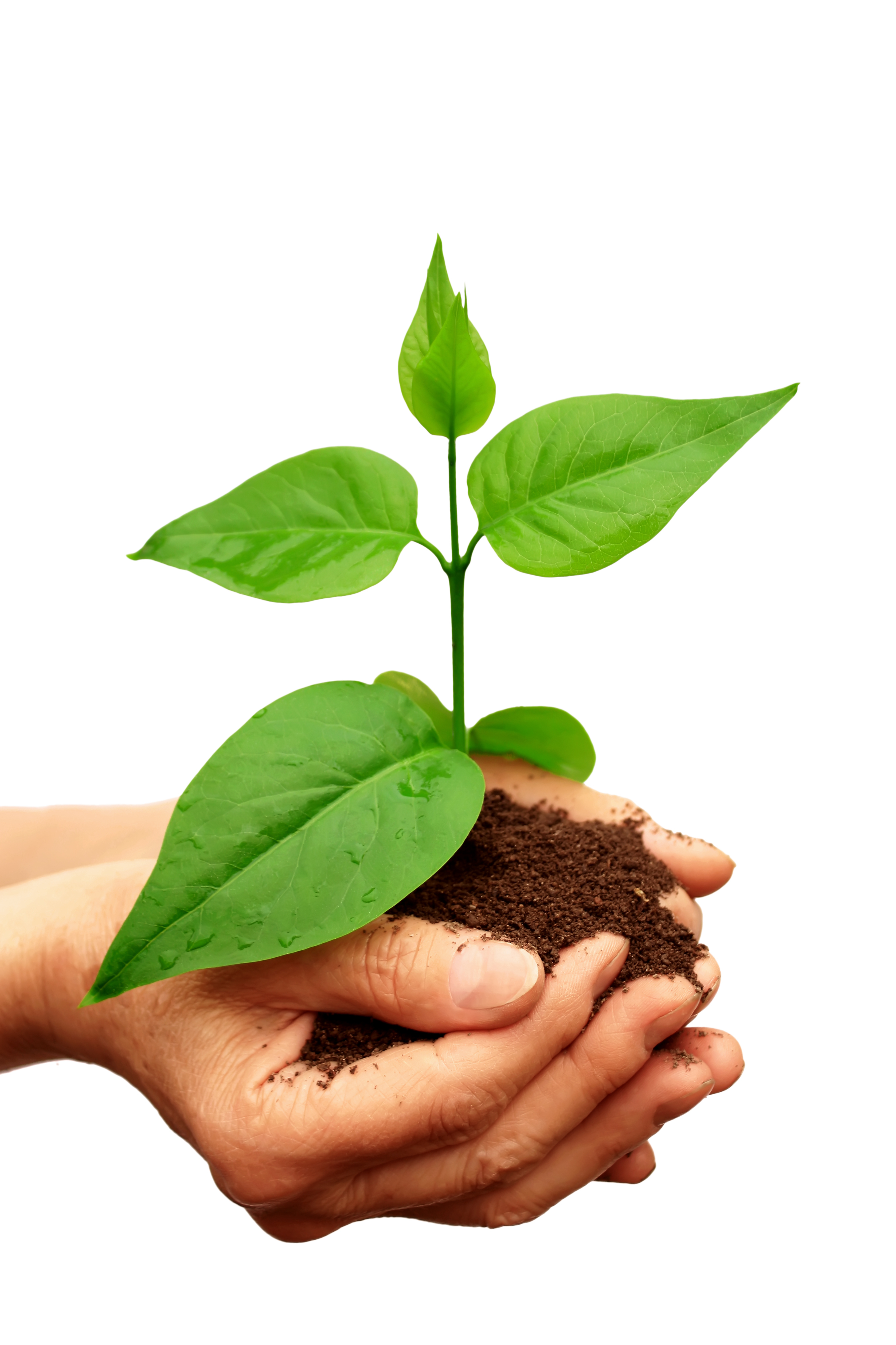 Plant Facts KidsPressMagazine Plant Facts KidsPressMagazine