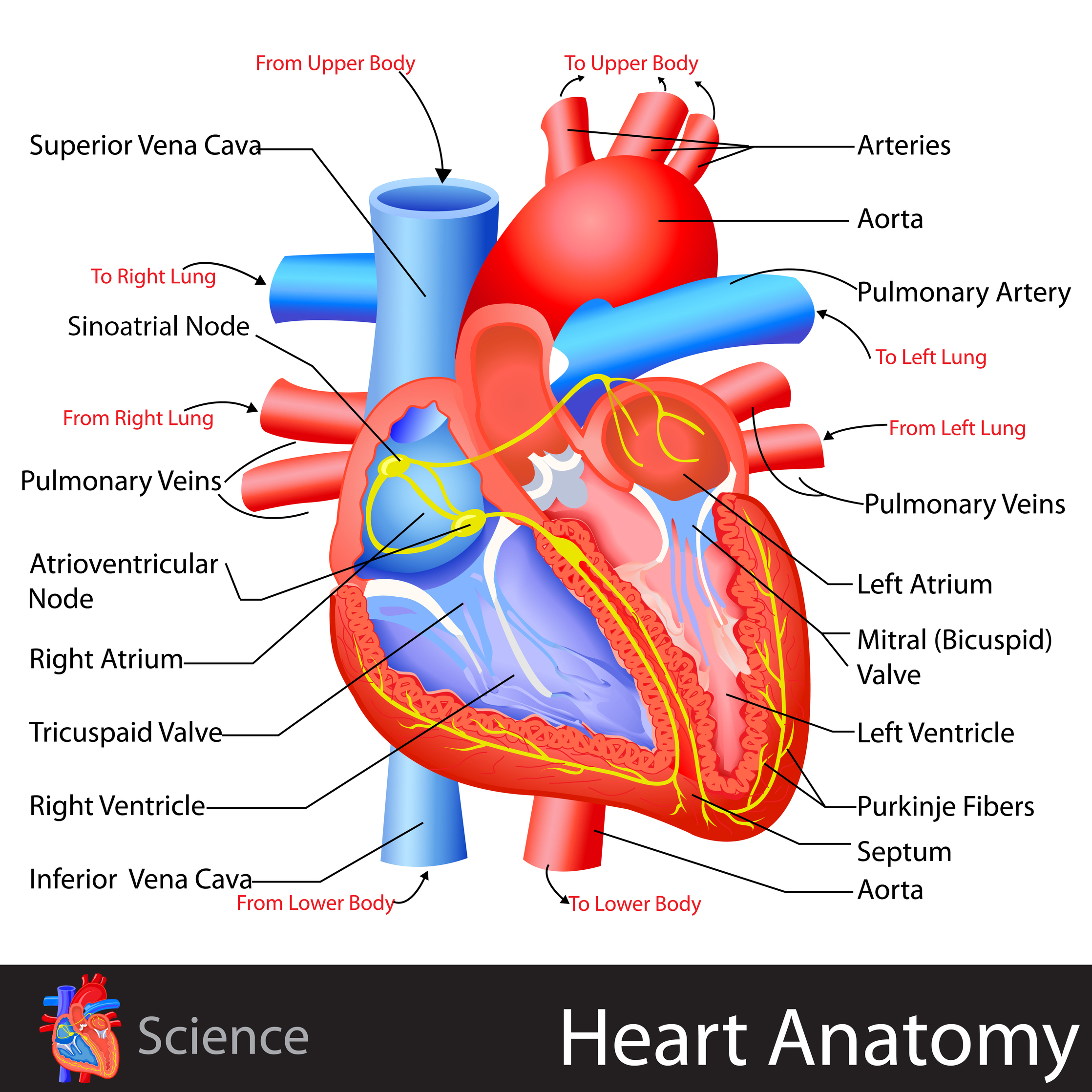 Heart Anatomy KidsPressMagazine Heart Anatomy KidsPressMagazine
